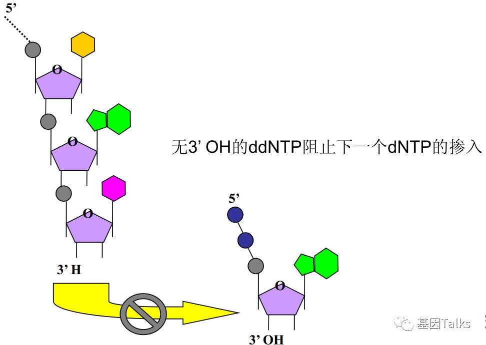 分子技术丨Sanger检测技术介绍 - 小桔灯网 - IIVD.NET