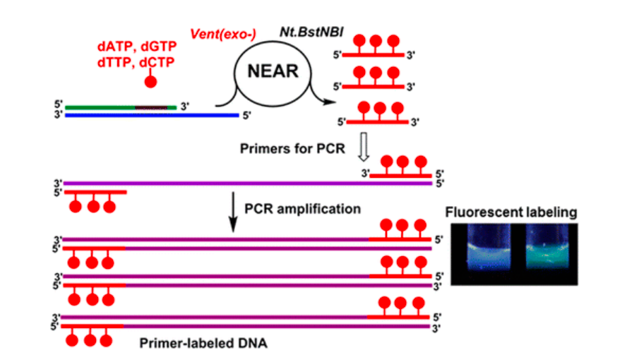 常见等温PCR技术优劣、产品总结，一目了然！ - 小桔灯网 - IIVD.NET