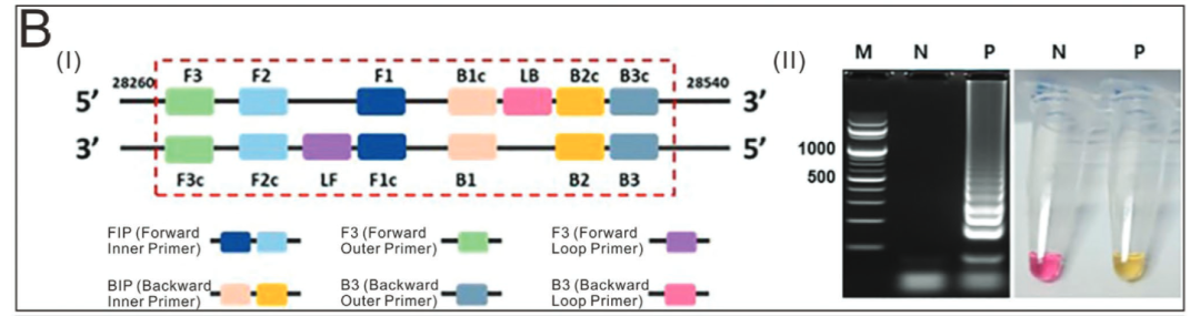 qPCR、LAMP、CRISPR和微流控等大盘点，谁是POCT的未来？ - 小桔灯网 - IIVD.NET